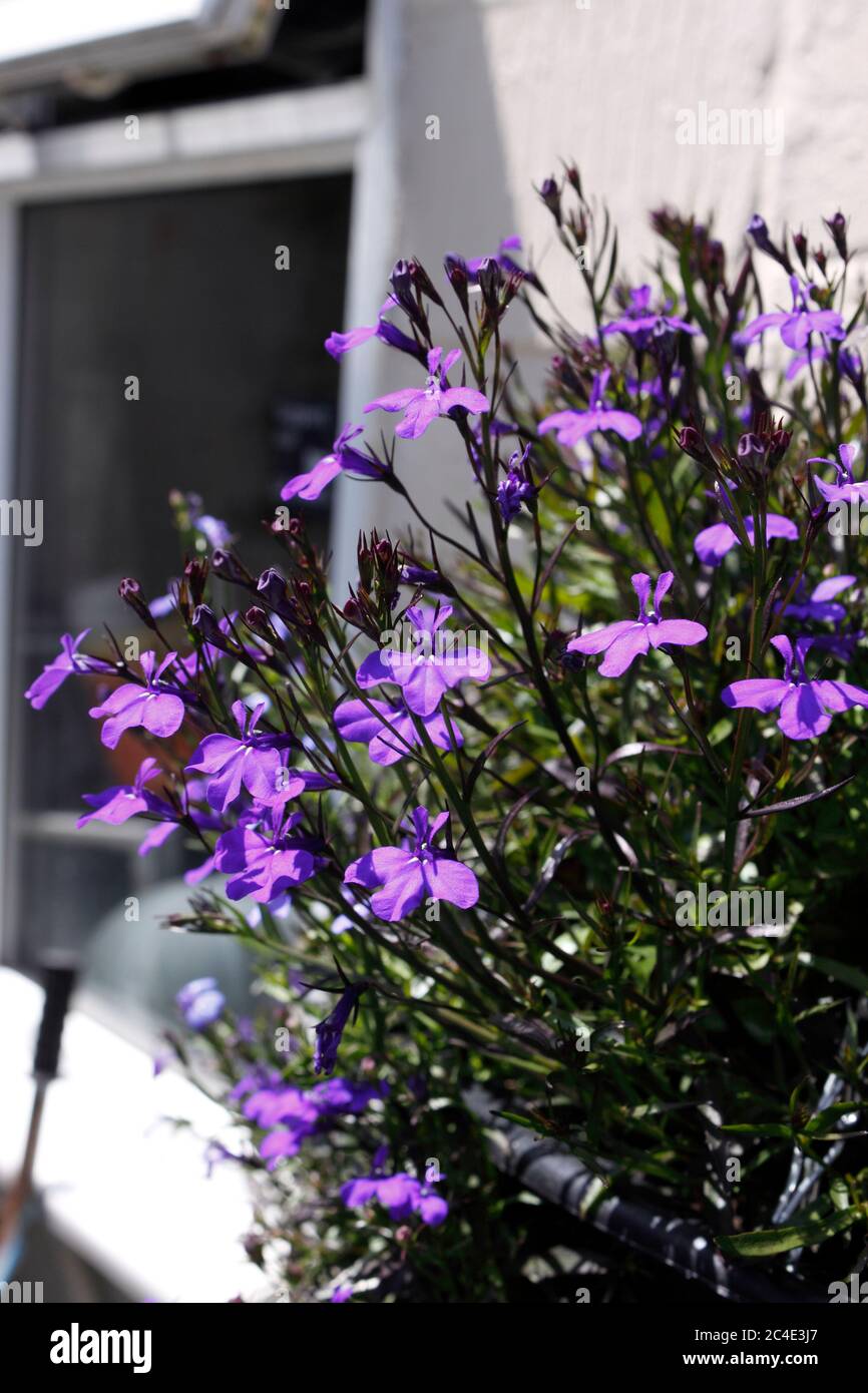 Lobelia crystal palace hi-res stock photography and images - Alamy