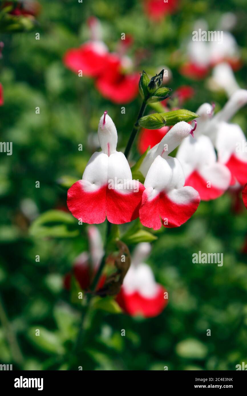 Salvia hot lips hi-res stock photography and images - Alamy