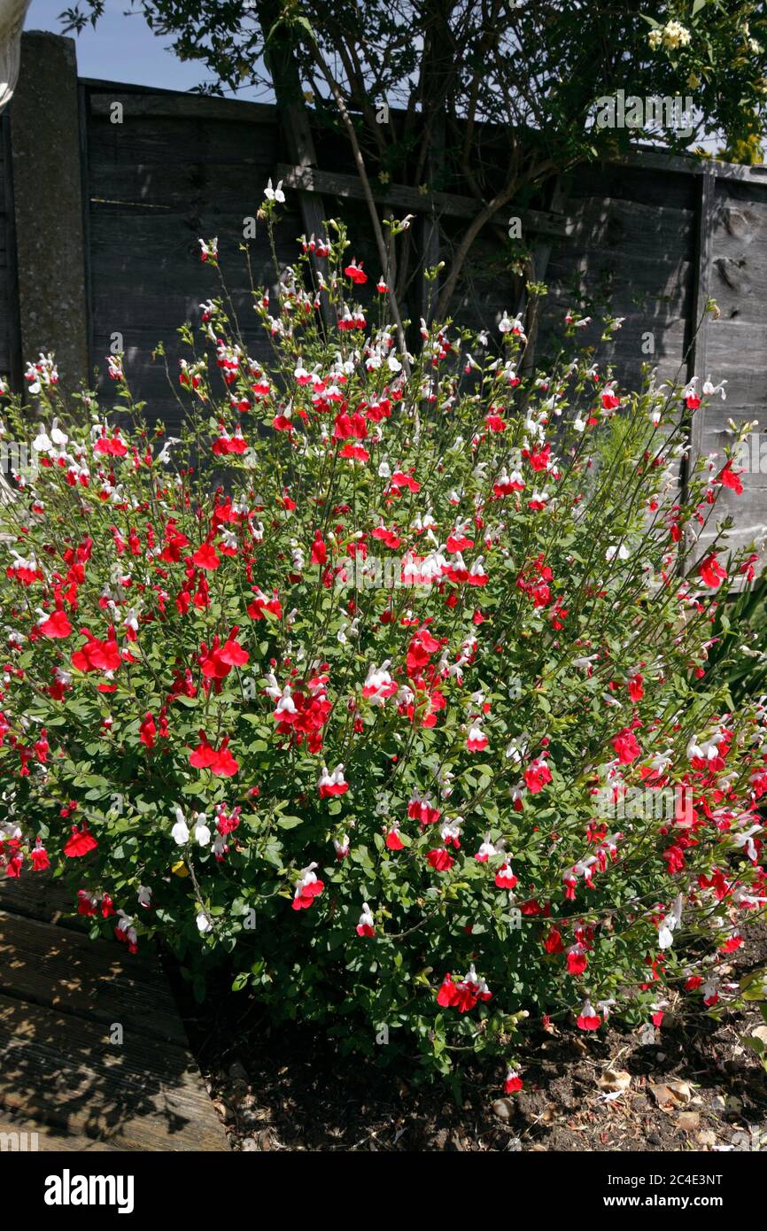 SALVIA JAMENSIS. HOT LIPS Stock Photo - Alamy