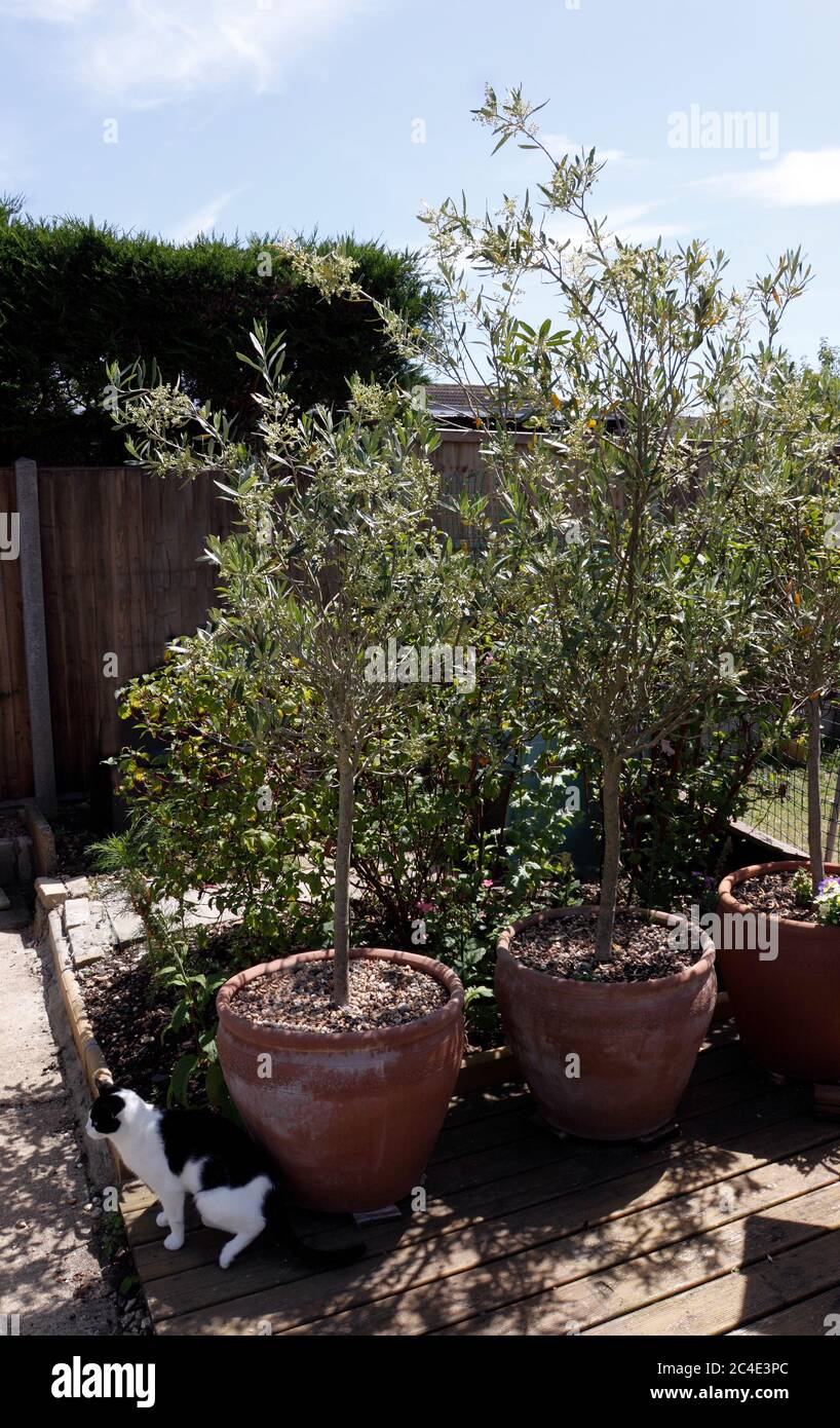 Potted olive tree hi-res stock photography and images - Alamy