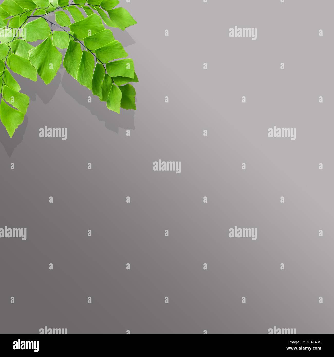 creative layout made of flat leaves, flat design, HD Image and Large ...