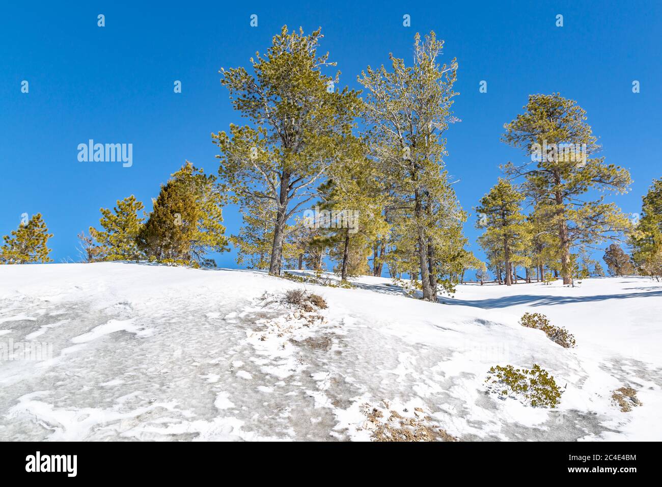 Trees on a snow covered hillside hi-res stock photography and images ...