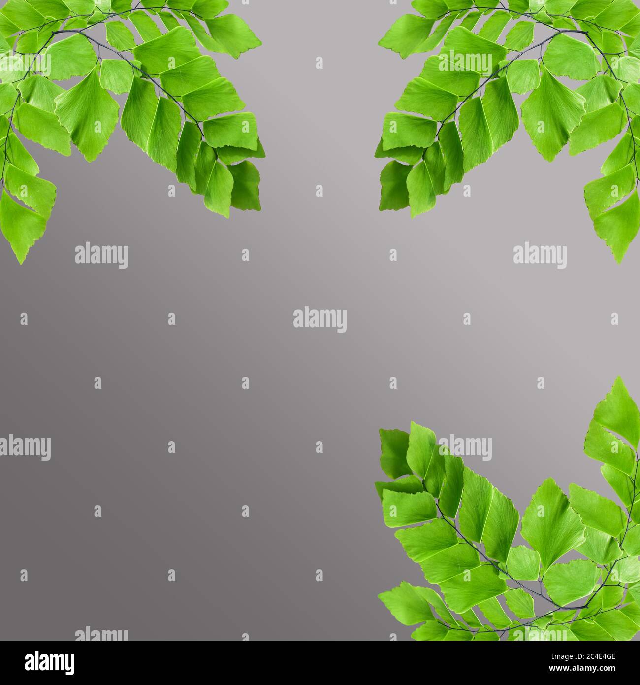 creative layout made of flat leaves, flat design, HD Image and Large ...