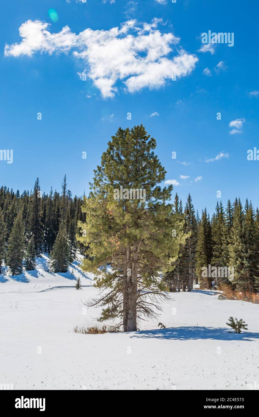 Trees in the Utah countryside during winter, with snow on the ground ...