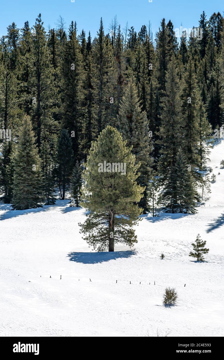 Trees in the Utah countryside during winter, with snow on the ground ...