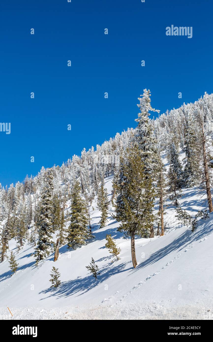 Snow covered trees on a Utah hillside, with a blue sky overhead Stock ...