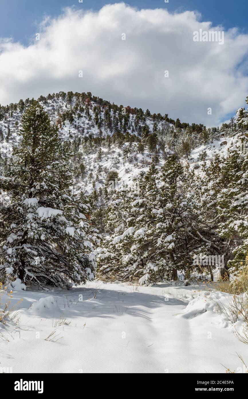 A snowy landscape in Dixie National Forest, Utah Stock Photo - Alamy