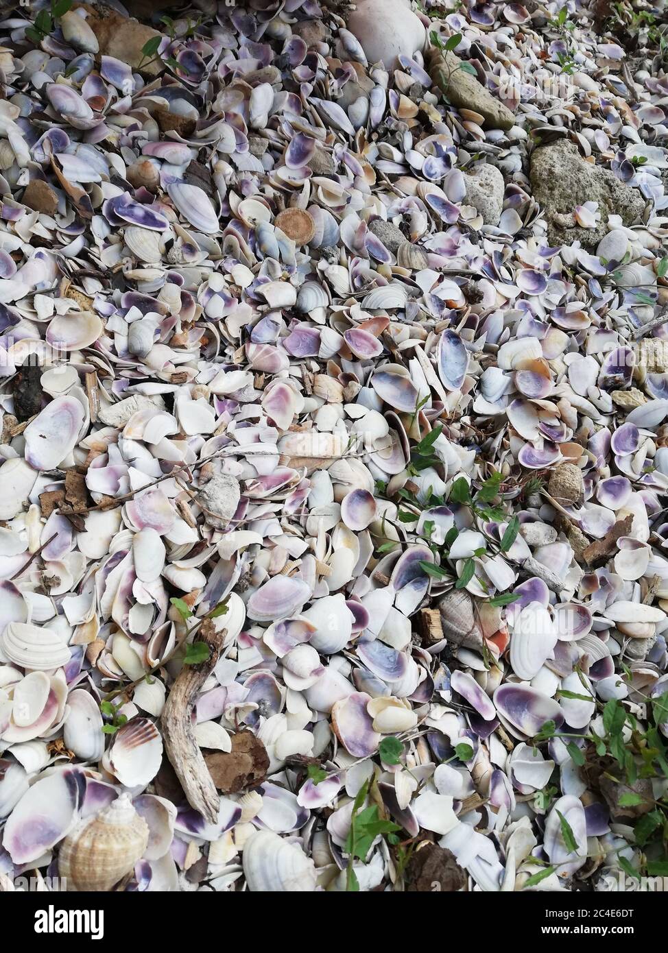 Vertical shot of many small colorful seashells outdoors during daylight ...
