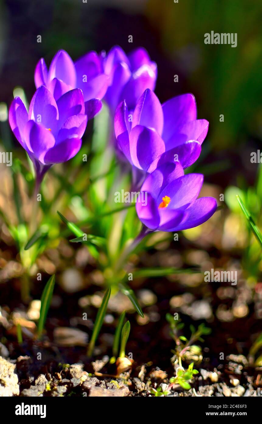 Purple Flowers as first Sign of Spring on a sunny day in Transylvania ...