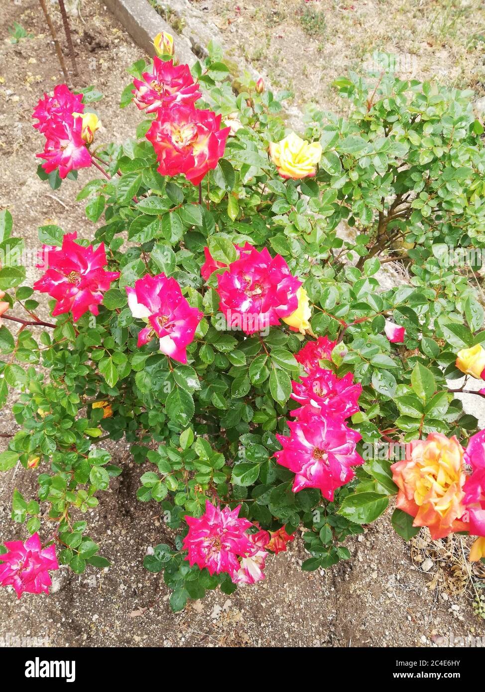 Pink spots on rose petals hi-res stock photography and images - Alamy