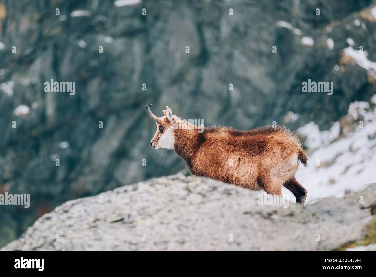 Tatra chamois or Kamzík vrchovsky tatransky critically endangered in ...