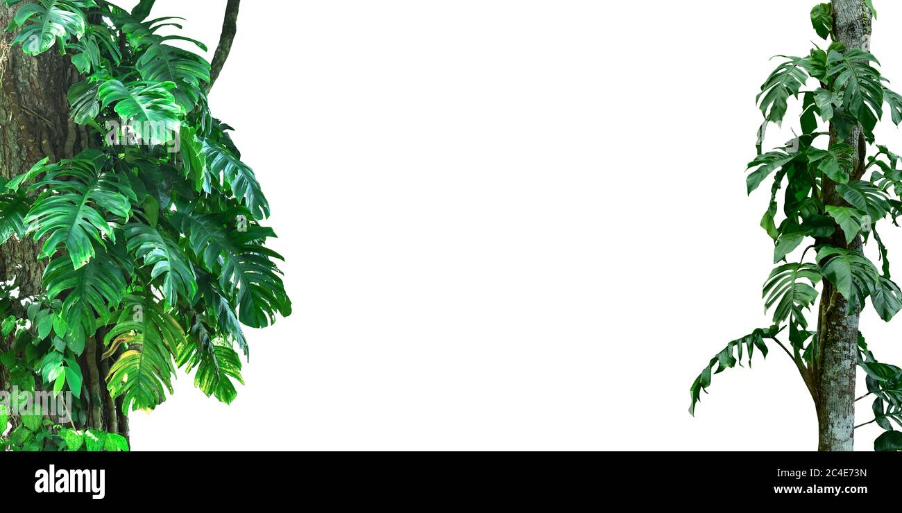 Forest tree trunks with tropical foliage plants, forming a frame in ...