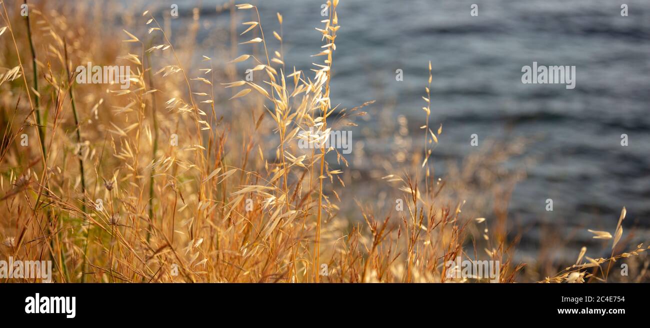 The common wild oat, the avena fatua, considered as grass. Golden dry ...