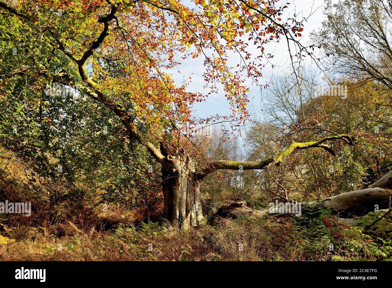 Autumn trees in Savernake Forest Stock Photo - Alamy