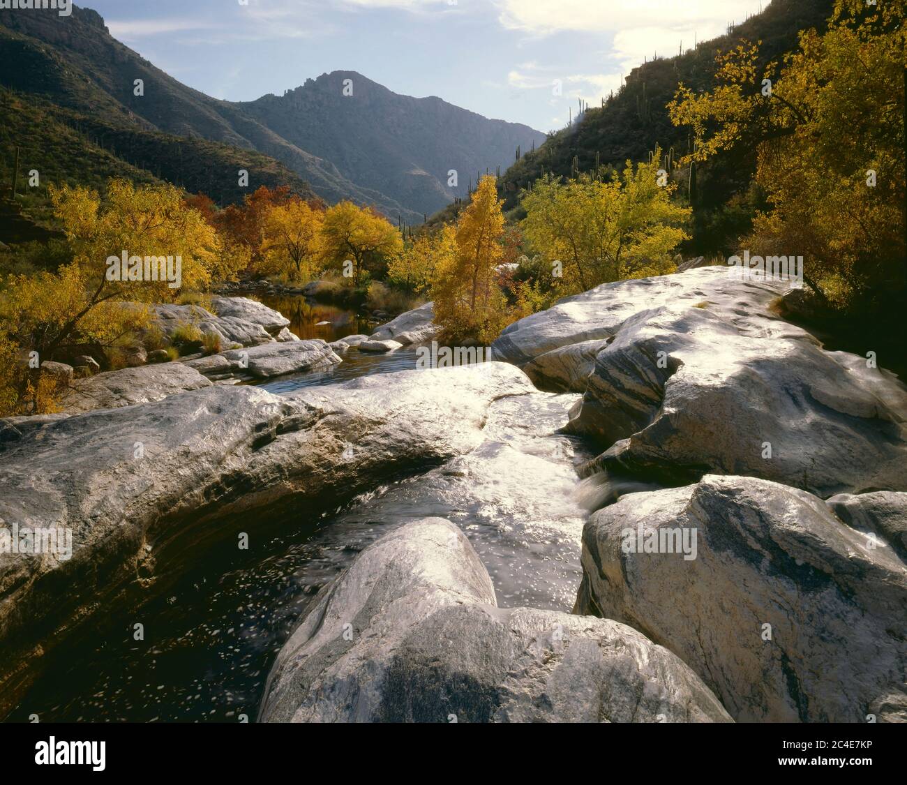Santa Catalina Mountains Coronado NF AZ/NOV Autumn gold Willow Walnut ...