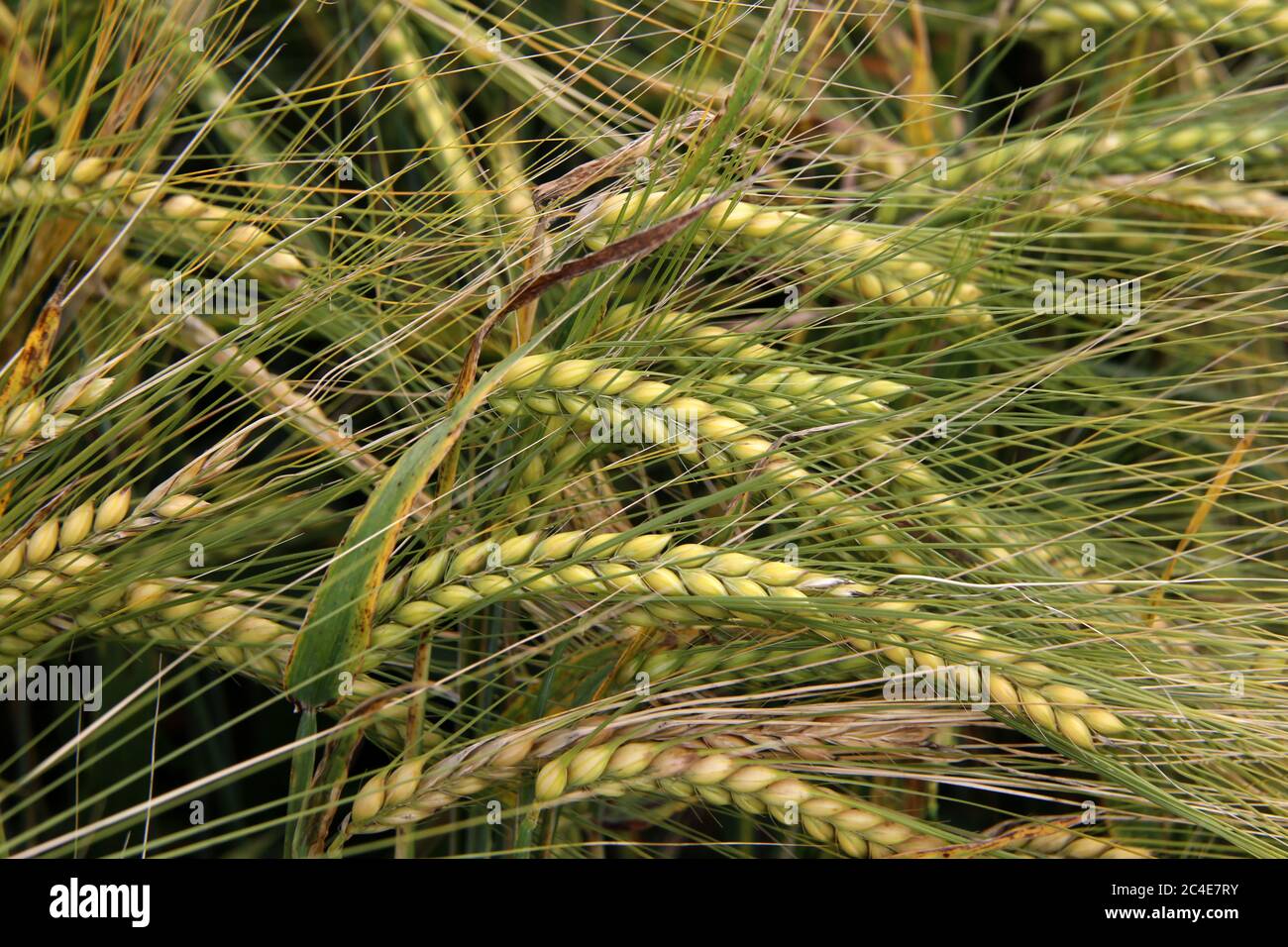 Field of barley in a summer day Stock Photo - Alamy