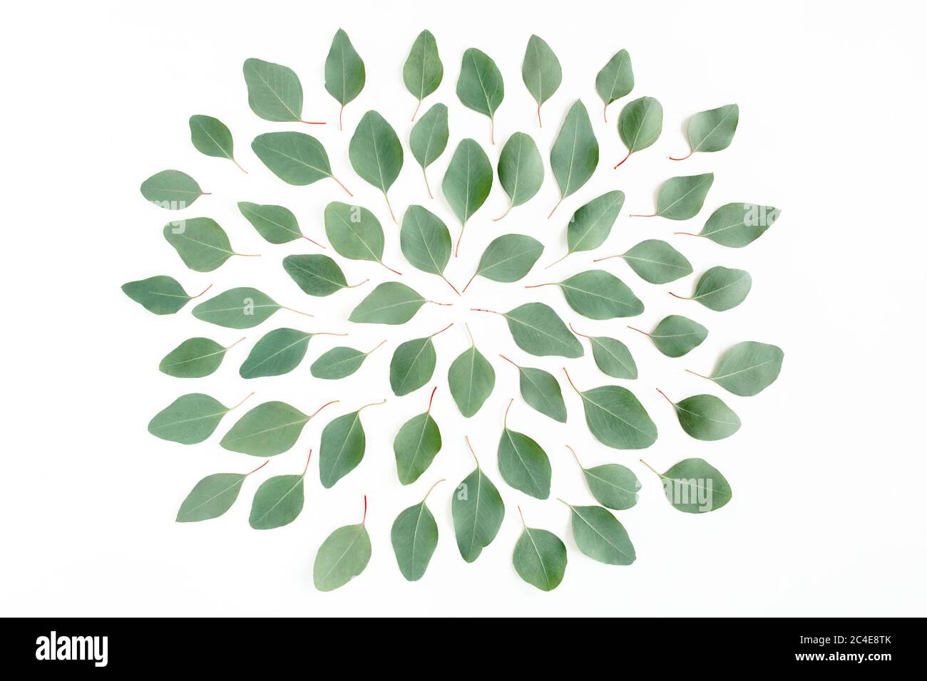 Abstract pattern, texture with green leaves eucalyptus populus isolated on white background ...