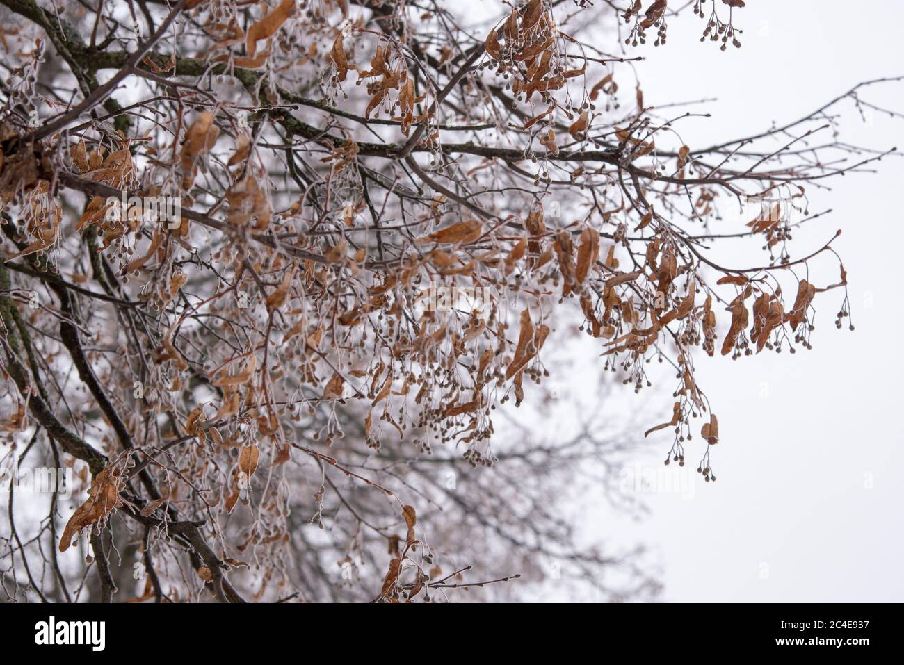 Linden tree in january hi-res stock photography and images - Alamy