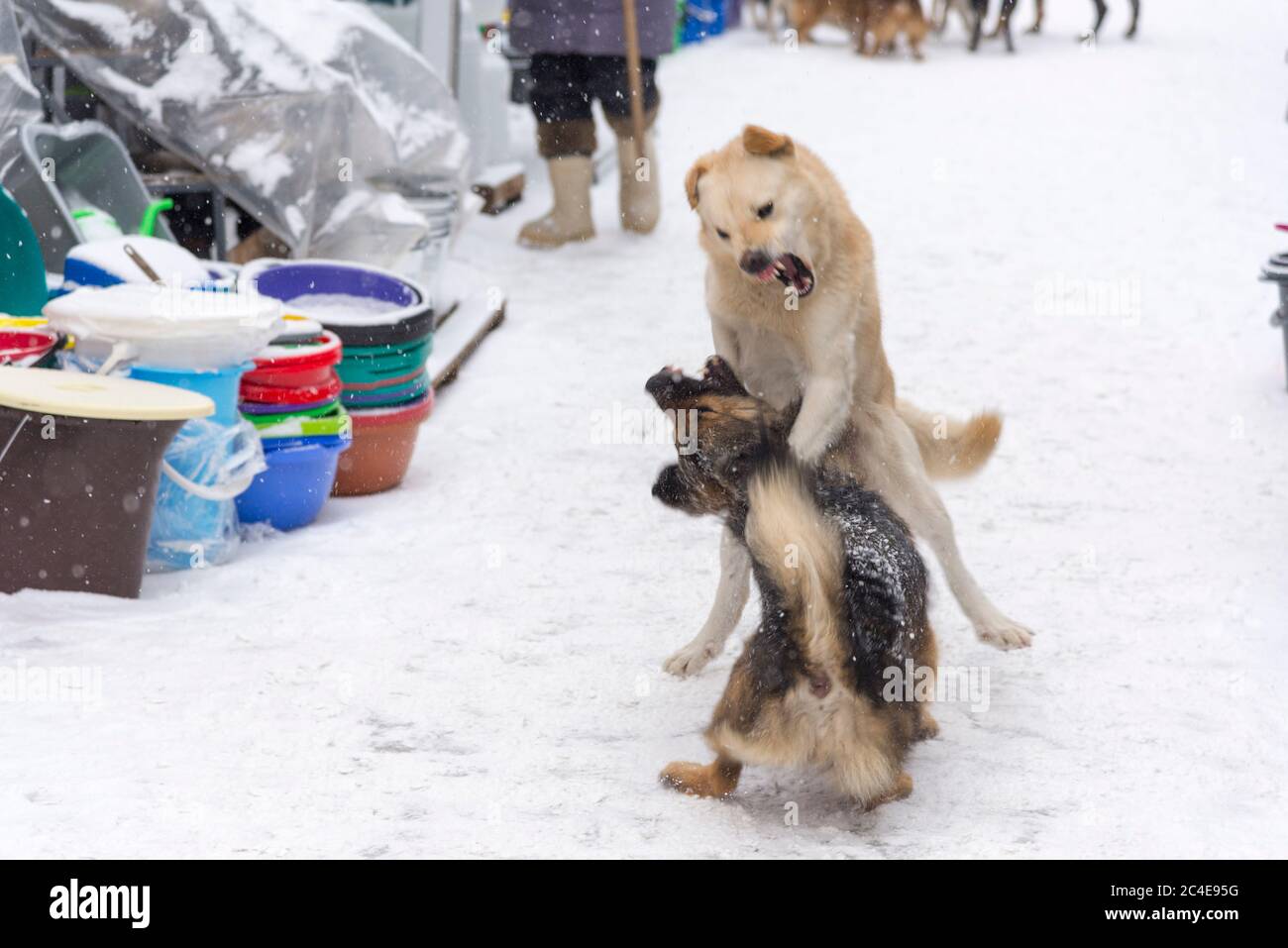 Homeless rabid dogs fight on the street in winter Stock Photo - Alamy