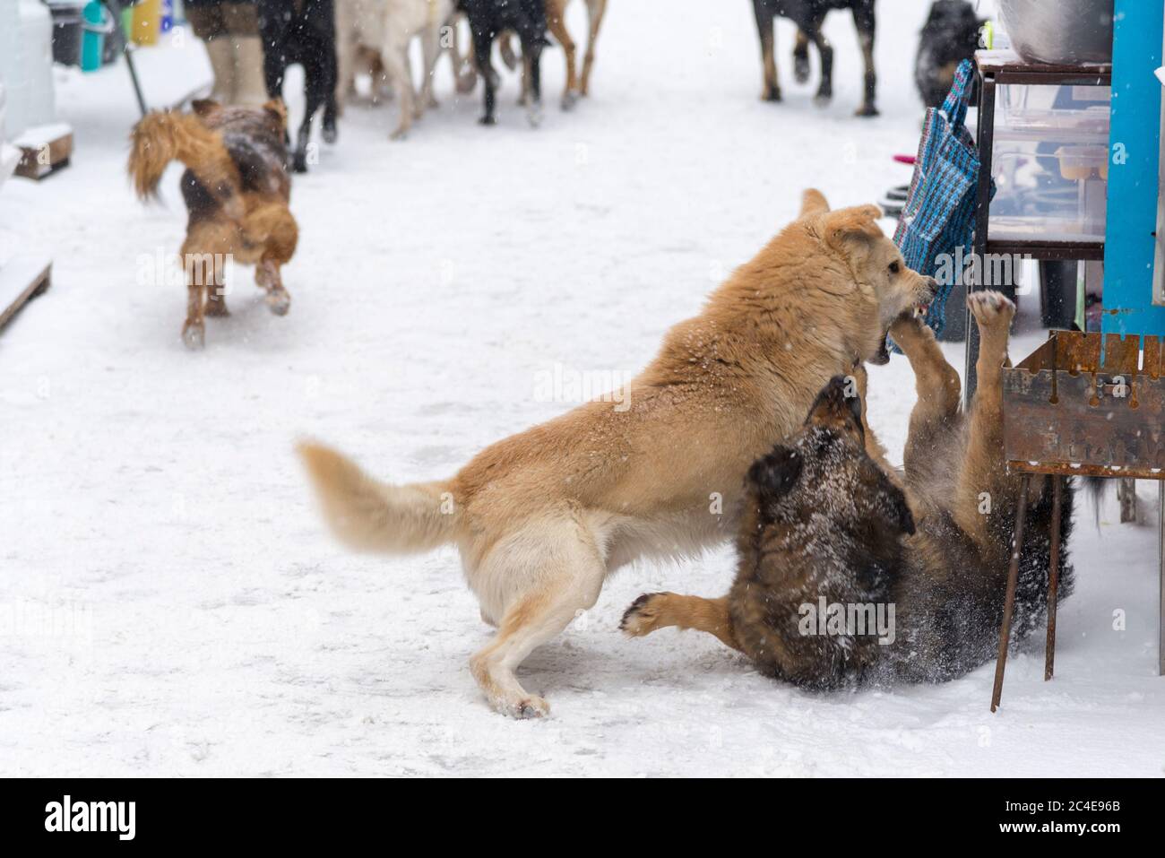 Rabid dog hi-res stock photography and images - Alamy