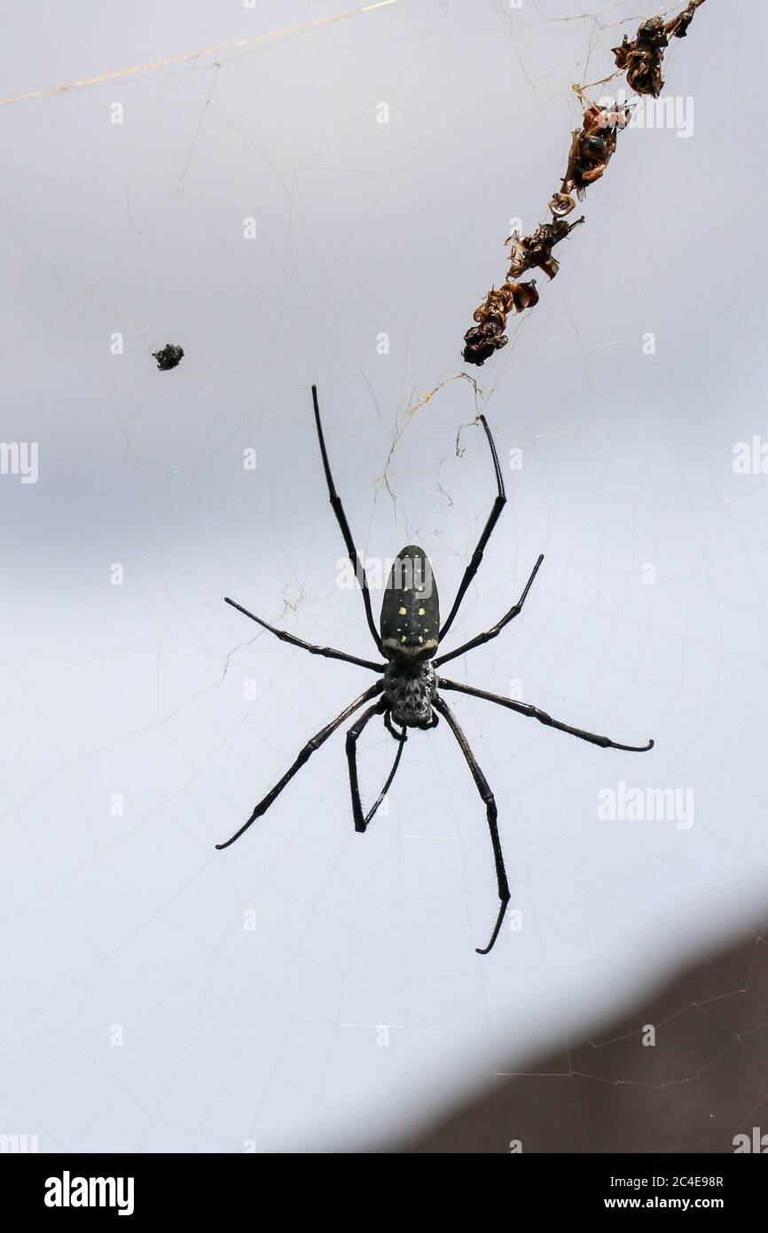 poisonous spider on the web. Big spider on the net Stock Photo - Alamy