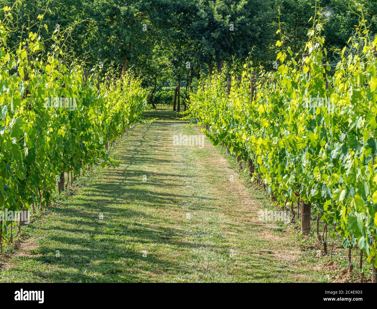 Growing grapevines hi-res stock photography and images - Alamy