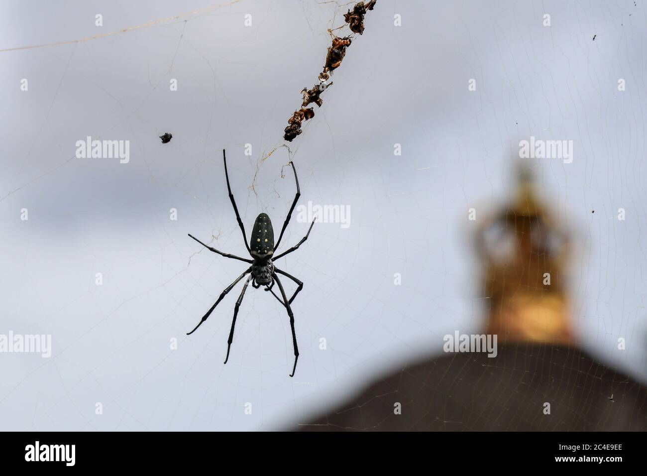 Red orb weaving spider hi-res stock photography and images - Alamy