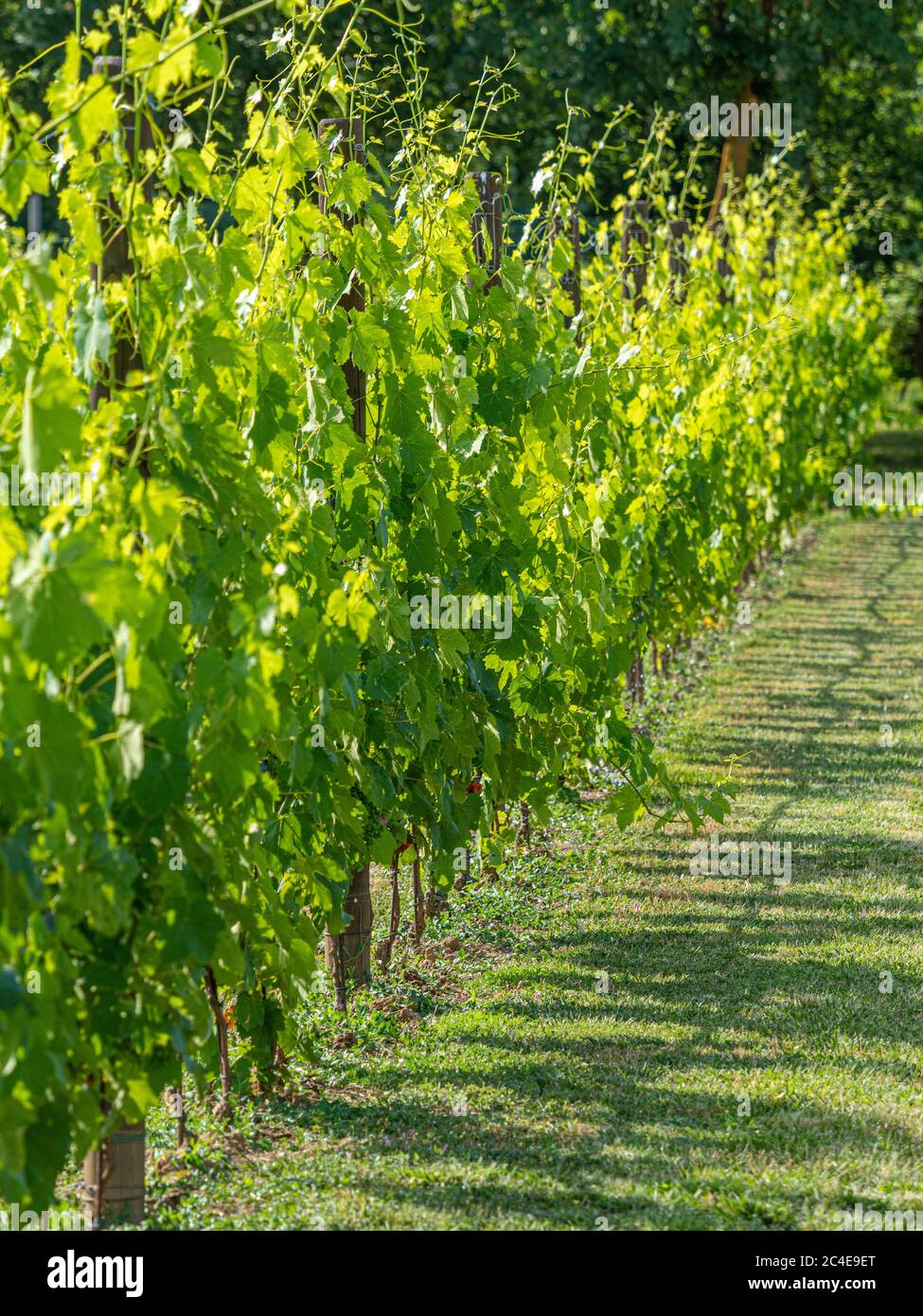 Grapevines backlit hi-res stock photography and images - Alamy