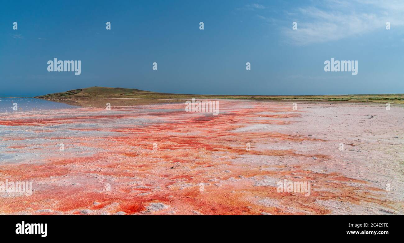 Brine and salt of a pink lake Koyash colored by microalgae Dunaliella ...