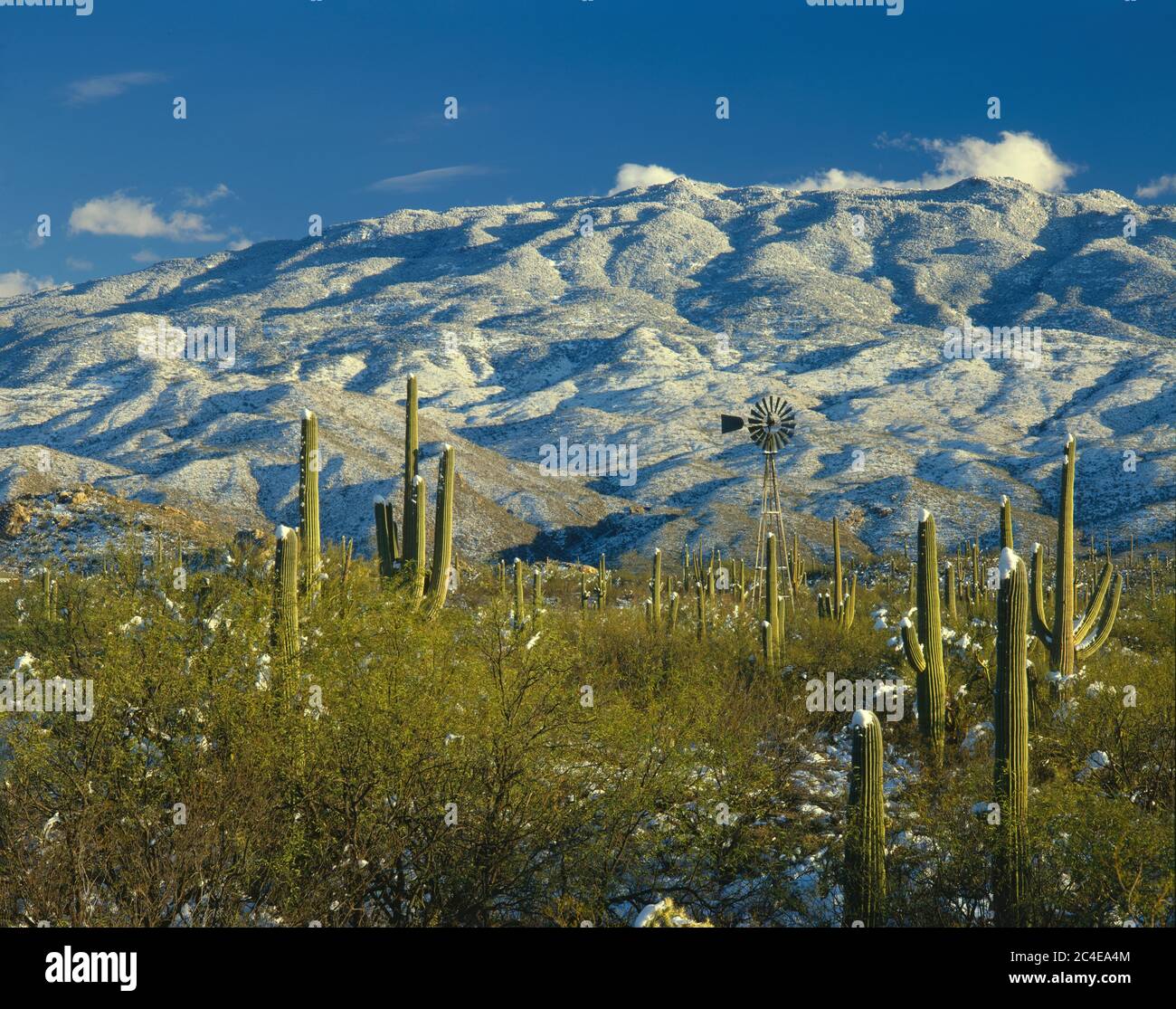Tucson AZ / DEC Late afternoon light on a valley of snow capped Saguaro ...