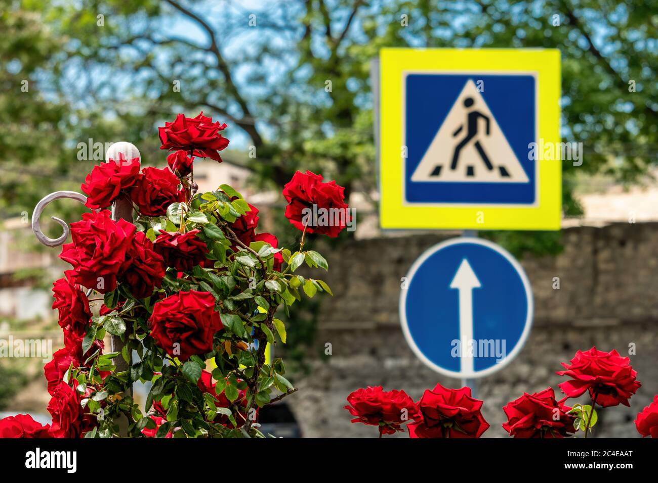 Red rose bush and road signs on the background Stock Photo - Alamy
