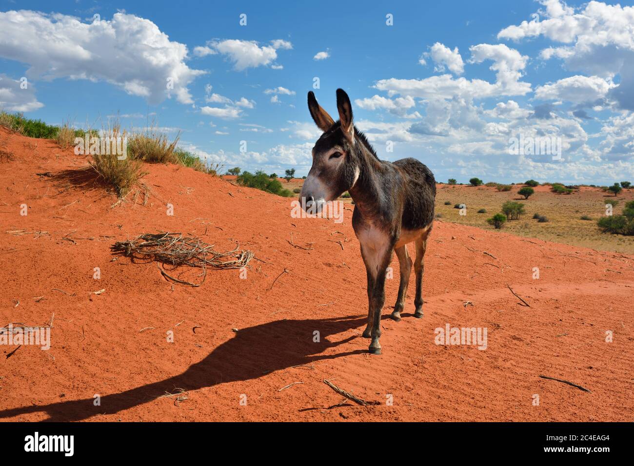 Donkey in the Kalahari desert, Namibia, Africa Stock Photo - Alamy