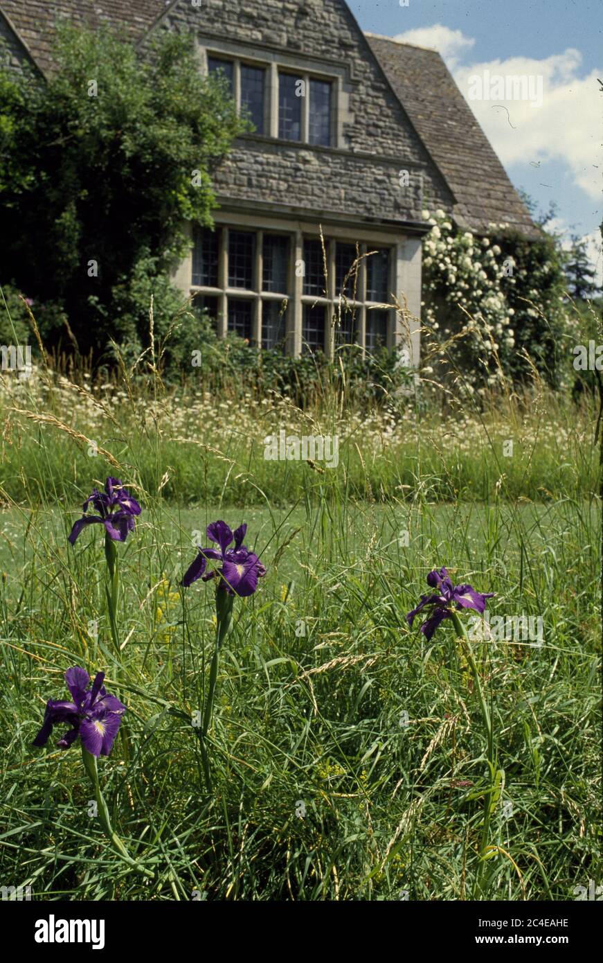 Unmown lawn hi-res stock photography and images - Alamy