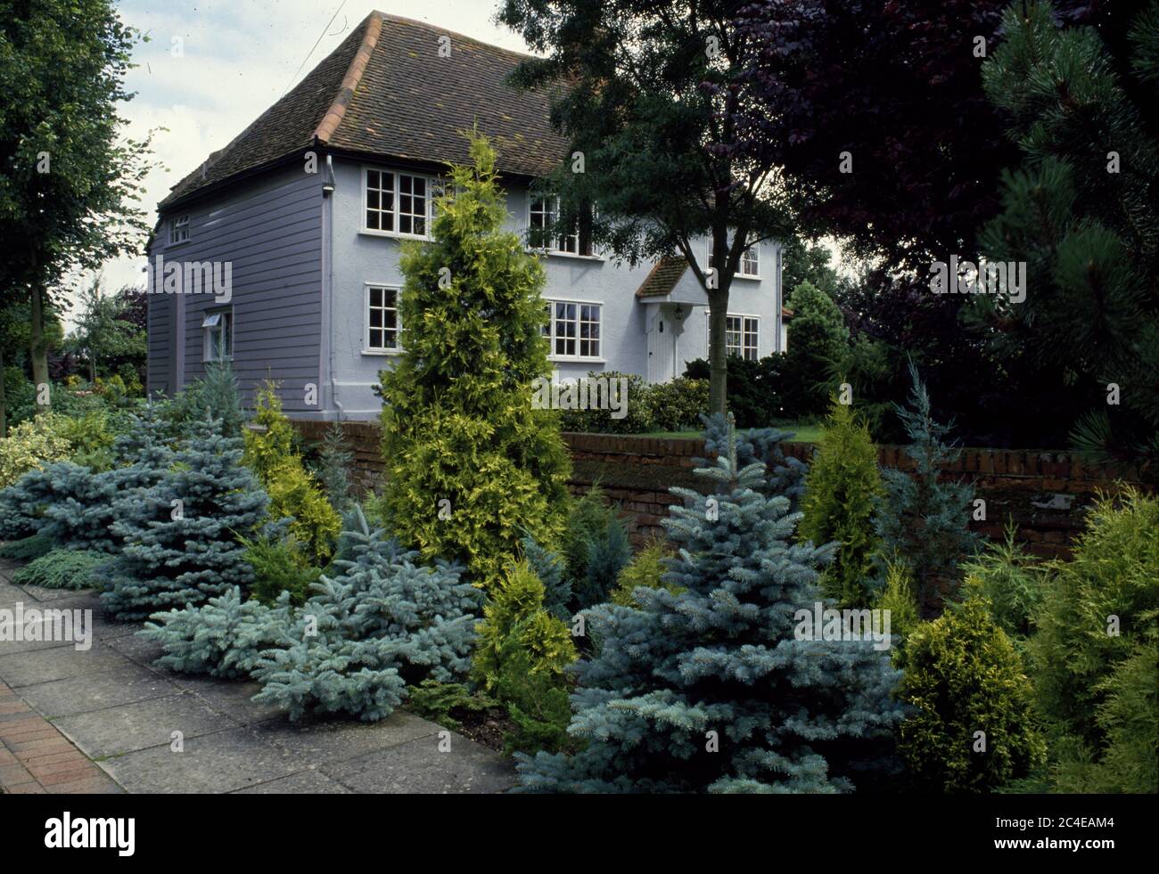 Low growing conifers in border of paved area in garden of white country ...