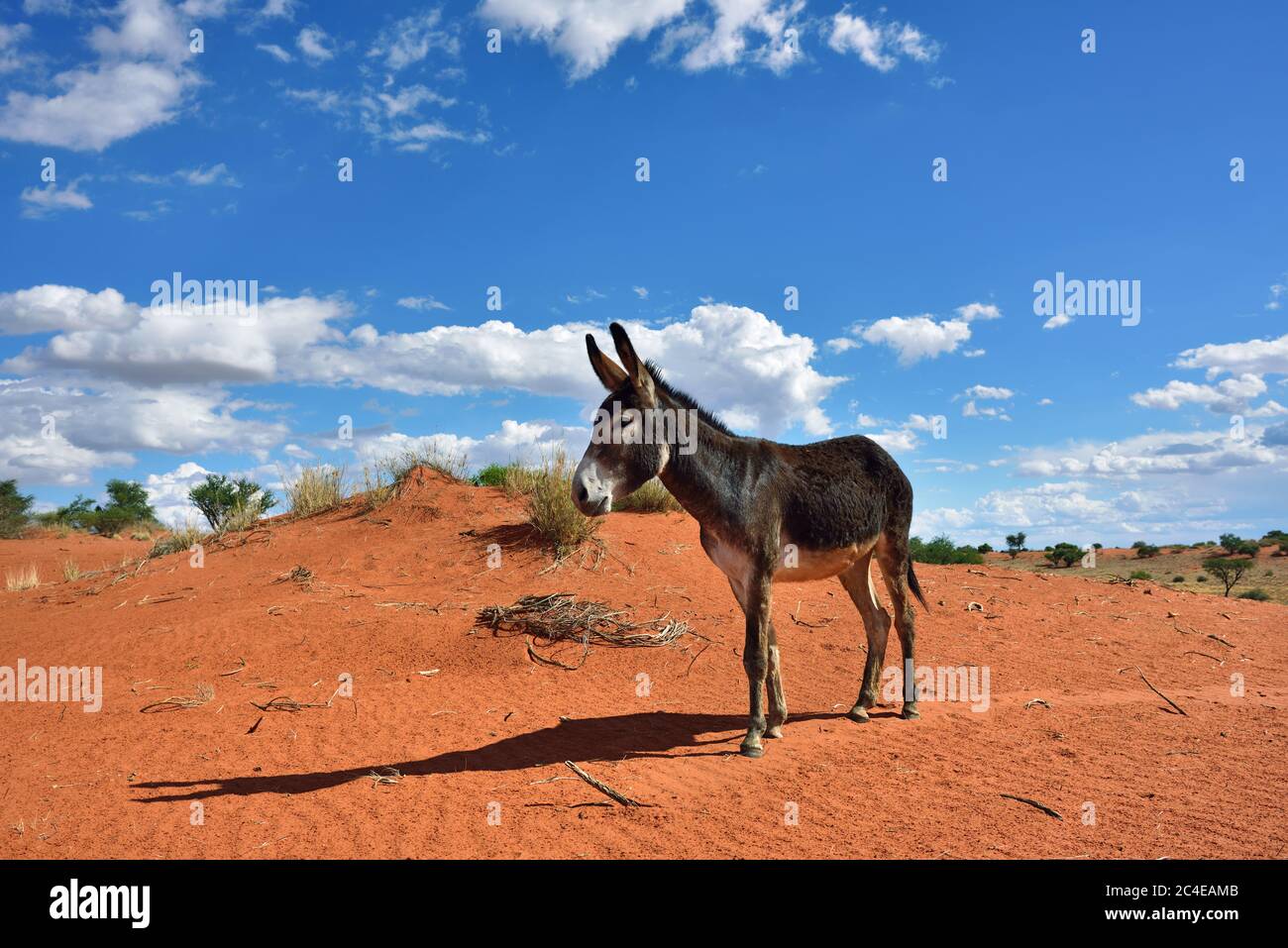 Donkey in the Kalahari desert, Namibia, Africa Stock Photo - Alamy