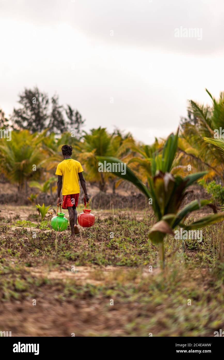 GOA, INDIA - May 14, 2020: Local Indian native/farmer watering a ...