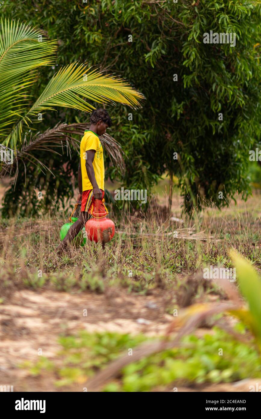 GOA, INDIA - May 14, 2020: Local Indian native/farmer watering a ...