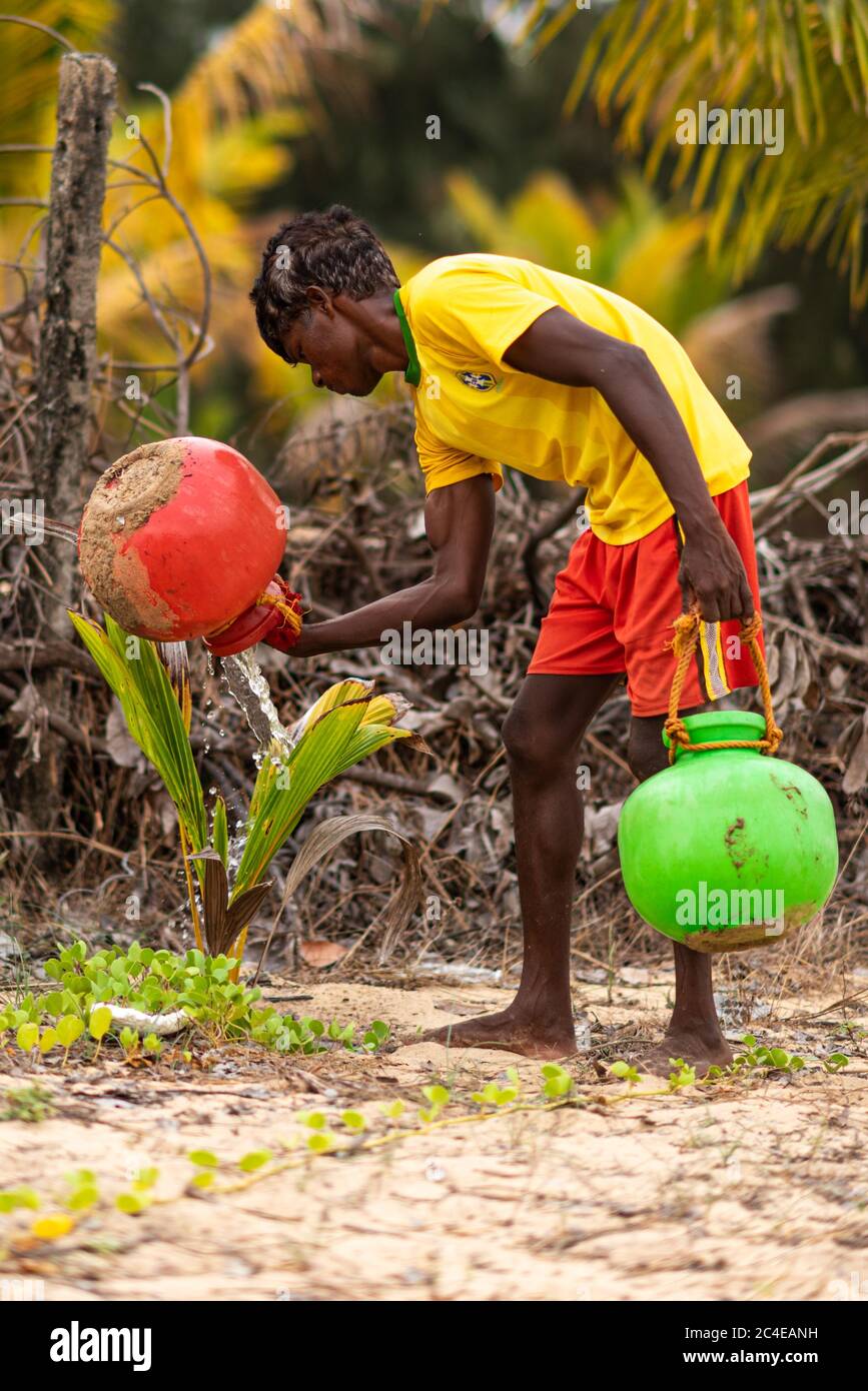 GOA, INDIA - May 14, 2020: Local Indian native/farmer watering a ...