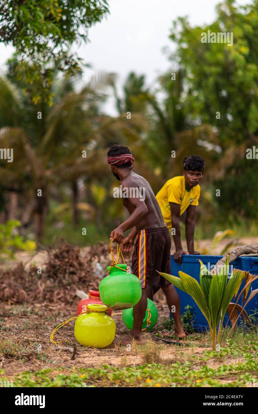 GOA, INDIA - May 14, 2020: Local Indian native/farmer watering a ...