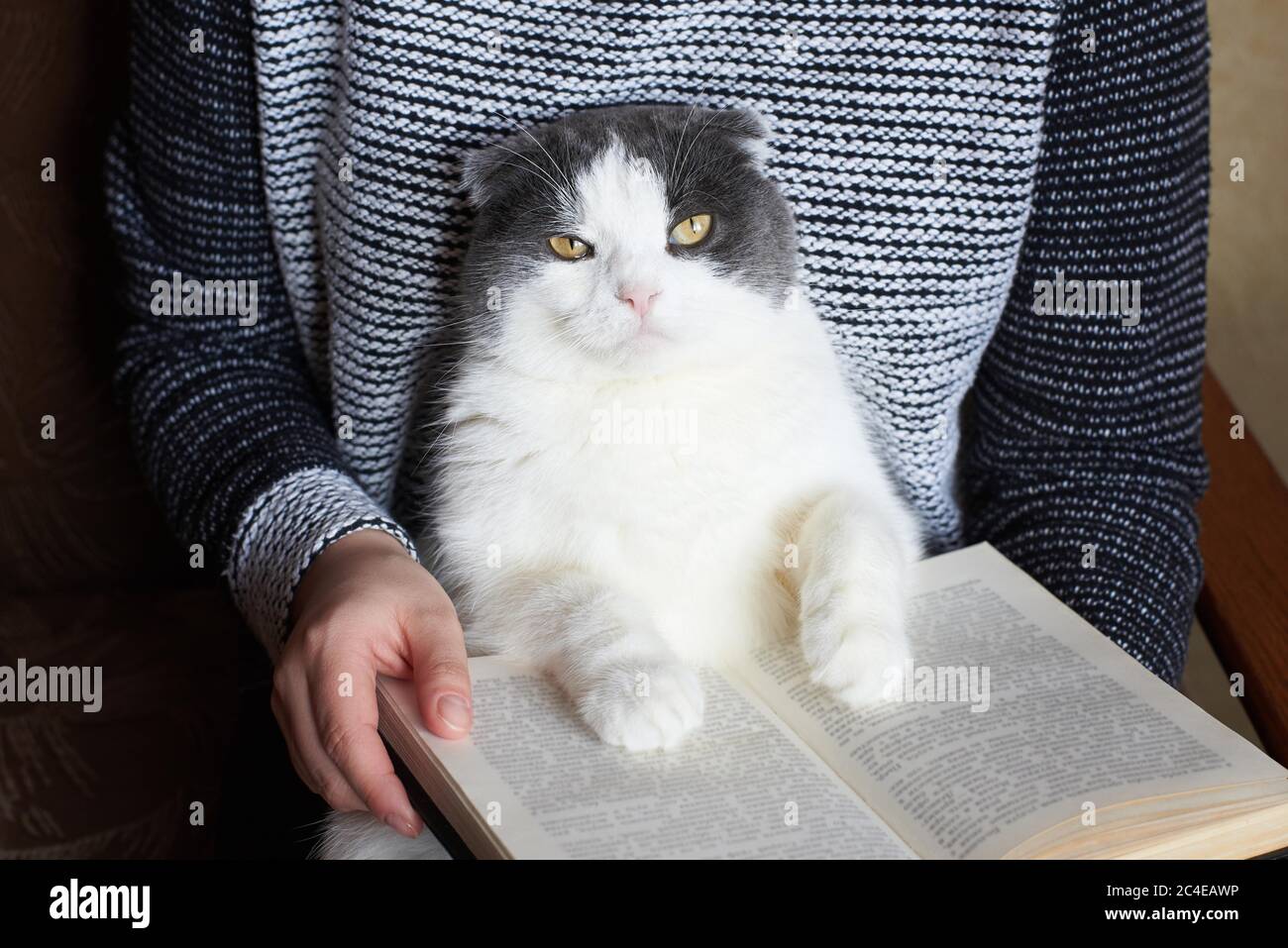 The girl is reading a book and holding a cute big cat Stock Photo - Alamy