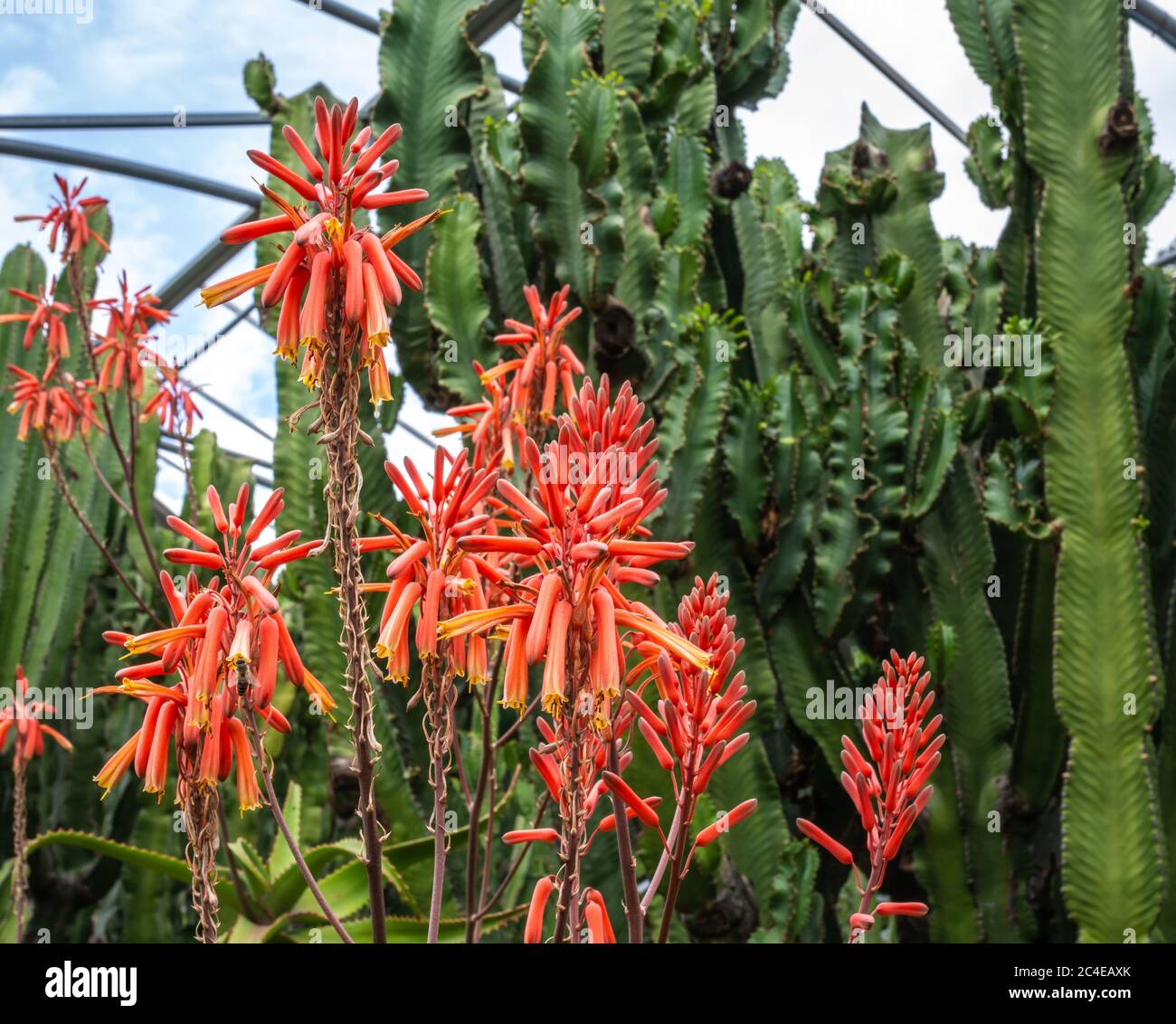 Aloe arborescens growing in a cactus garden in South tyrol, Italy Stock ...