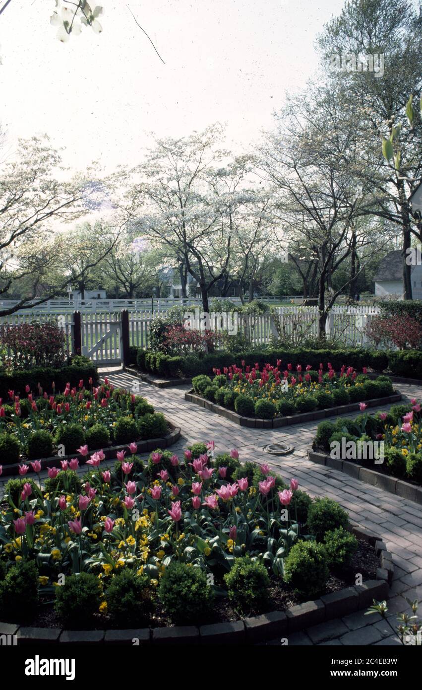Clipped box balls edging beds with pink tulips in formal garden with ...