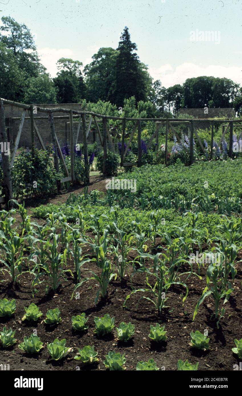 Rows of vegetables in large well tended vegetable garden Stock Photo ...