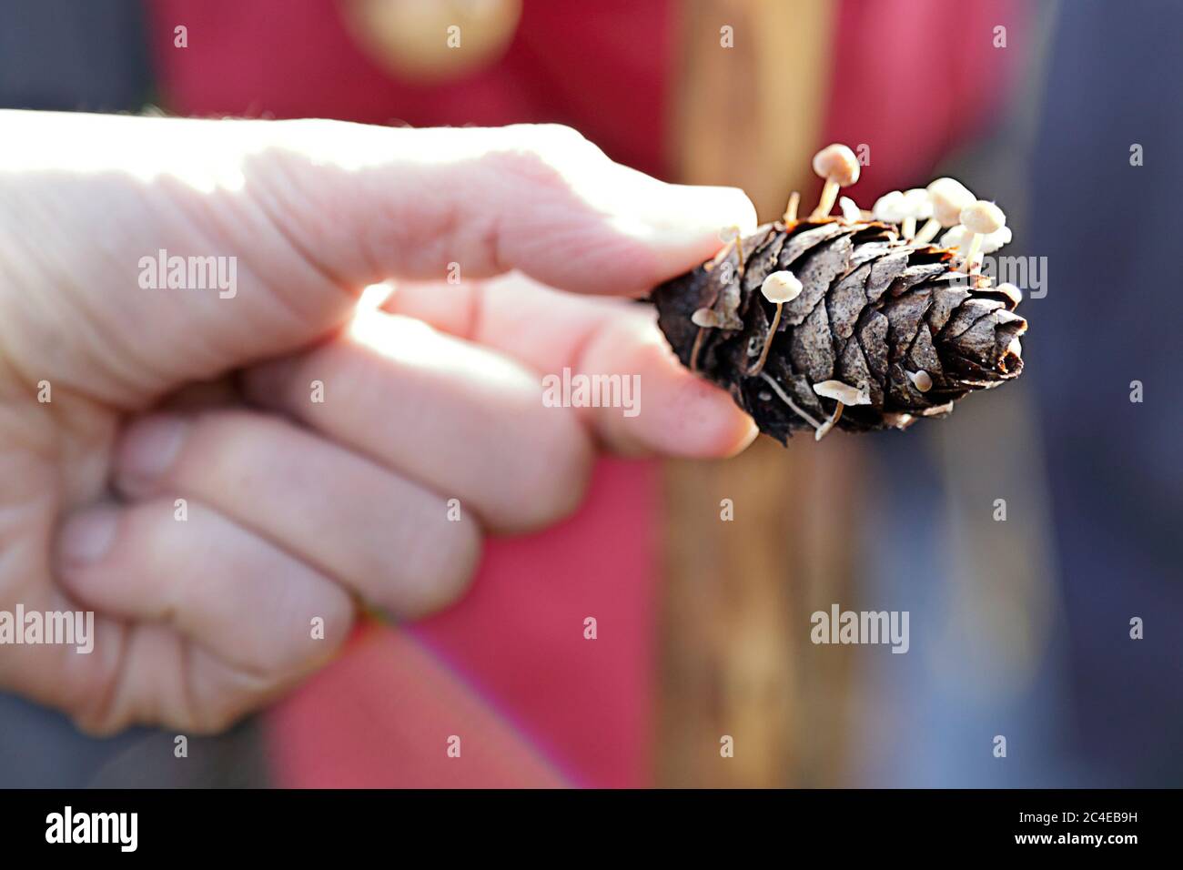 Conifercone cap hi-res stock photography and images - Alamy