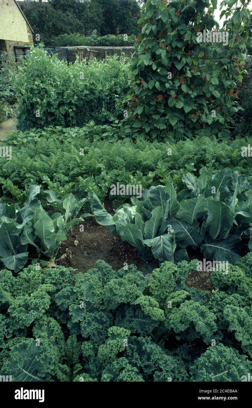 Rows of cabbages and kale in vegetable garden with runner beans on cane ...