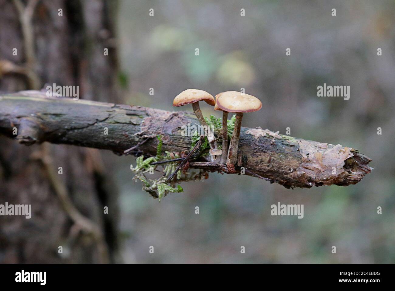 Galerina marginata on a small branch of a tree Stock Photo - Alamy