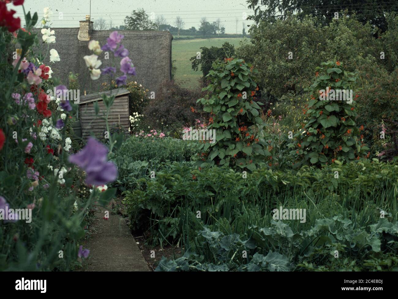 Colourful sweetpeas beside path in cottage vegetable garden with runner ...