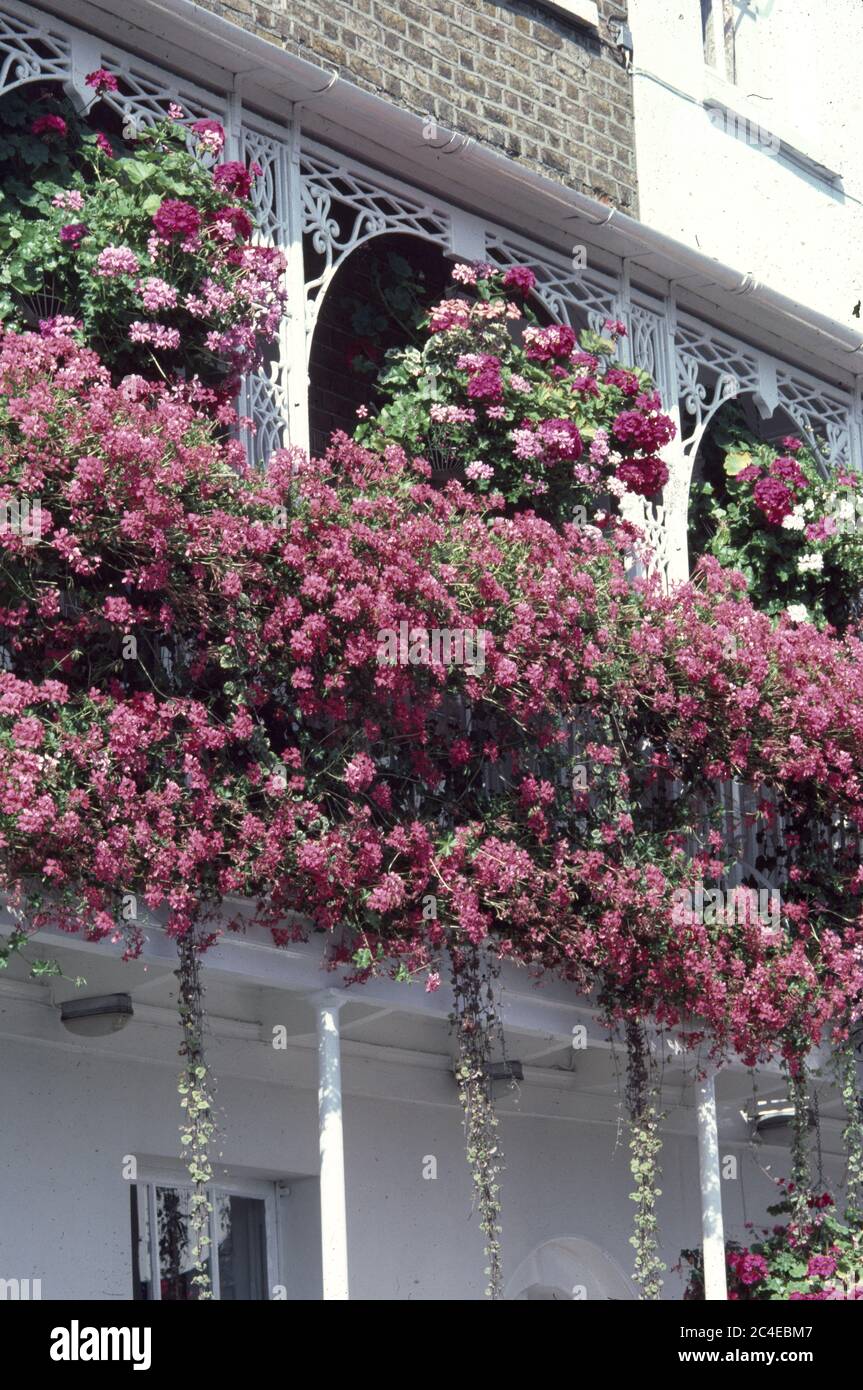 Profusely flowering pink geraniums in hanging baskets on balcony of ...