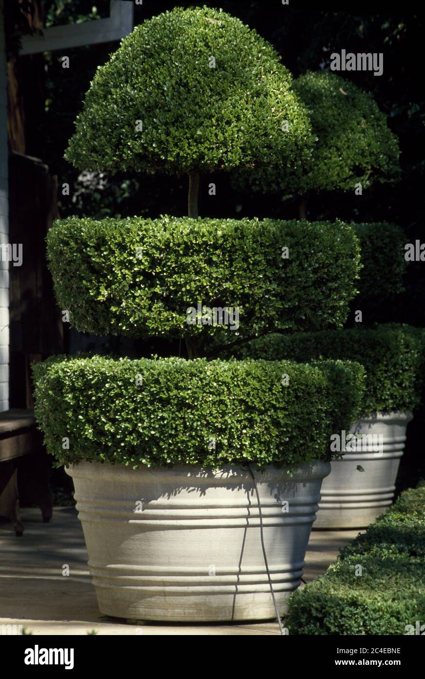 Pair of clipped box topiary in pots Stock Photo - Alamy