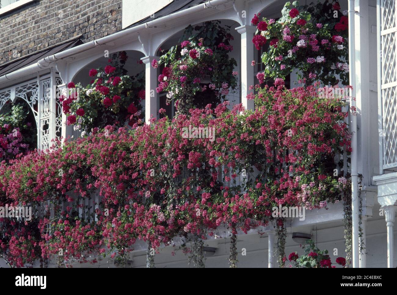 Pink geraniums and bright flowering annuals in hanging baskets and ...